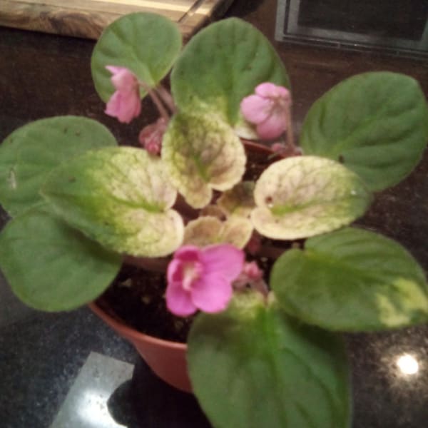 Peperomia Piccolo Banda Albovittata House Plant 2 Potted Gift - Etsy