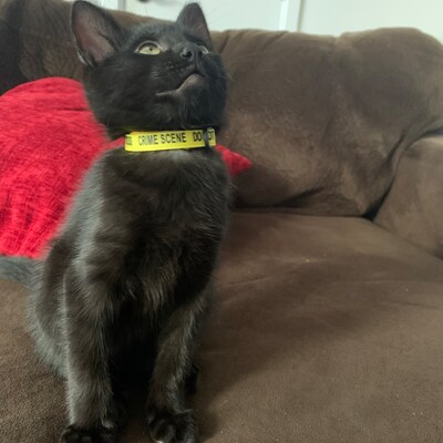 Crime Scene Halloween Breakaway Cat Collar - Etsy