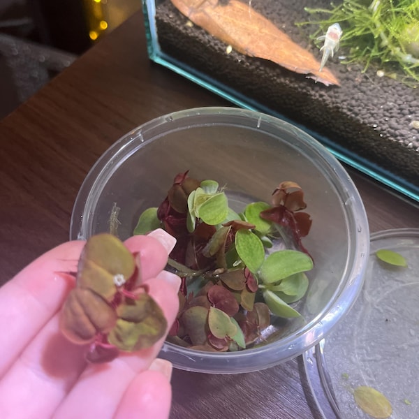 Combo 5 Dwarf Water Lettuce + 5 Red Root Floaters Live Floating Aquatic ...