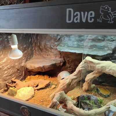 Custom Vivarium Name Sticker Label Bearded Dragon Lizard - Etsy