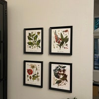 Wild Lettuce Botanical Print, Wild Lettuce Botanical Art Print, Wild ...