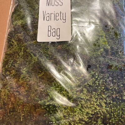 Spoon Leaved Moss Bryoandersonia Illecebra Live Terrarium Moss - Etsy