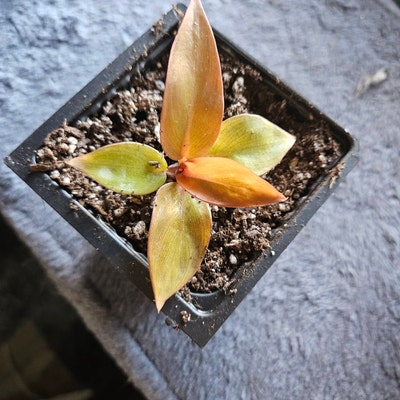 Alocasia Dragons Tooth Starter Plant must Buy A Minimum of ANY 2 PLANTS ...