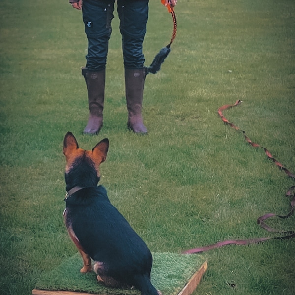 Paws Made Bunny Bungee Rabbit Fur Dog Tug High Reward Agility Flyball ...