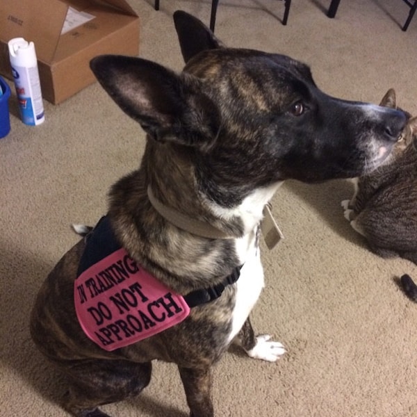 Vest (adjustable Size), "in Training Do Not Approach", Light Weight Sd ...