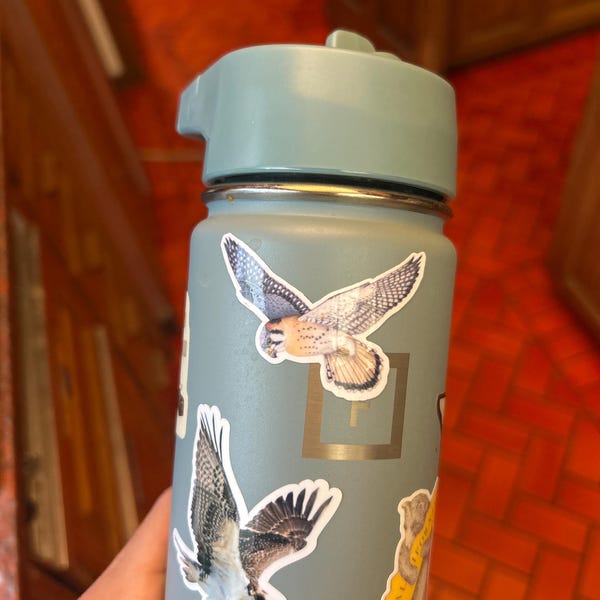 American Woodcock Art Print, Bird Art, Bird Art Print, Birding ...