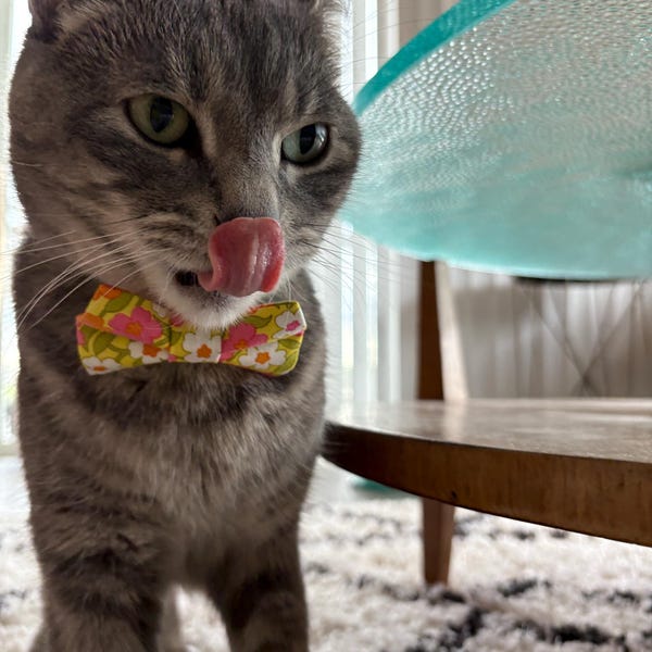 Cat Collar - "the Ringleader" - Cat Collar - Bright Pink Velvet - Etsy