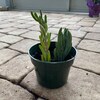 Extra Large Blue Chalk Sticks Cuttings, Curio Repens, Chalk Fingers ...