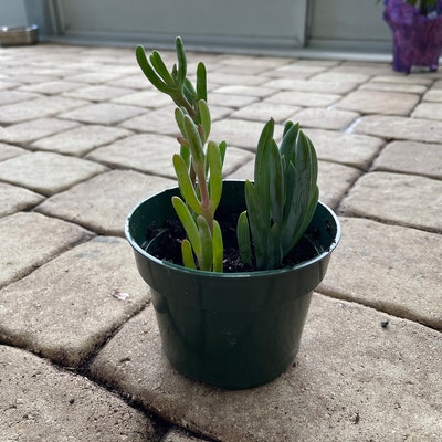 Extra Large Blue Chalk Sticks Cuttings, Curio Repens, Chalk Fingers ...