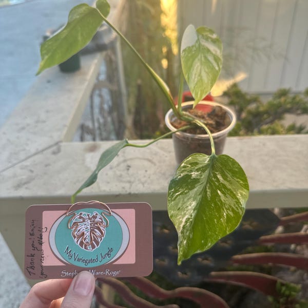 Copper Plated Sycamore Leaf. Copper Electroformed Leaf With Force ...