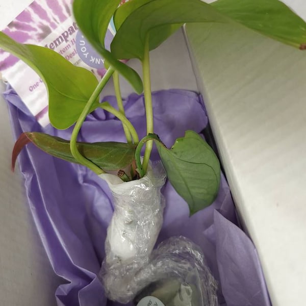 Mystery Plant Cutting Box, Mystery Cuttings, Mystery House Plants ...