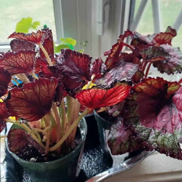 Starter Bundle - Begonia Rex -4 Inch Potted Live Plant -3 Different Red ...