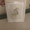 Light Colored Flower Art Print, Light Colored Corsage Painting Print ...