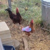 Egg Apron Chicken Apron Homesteading Apron crazy Chicken Lady ...