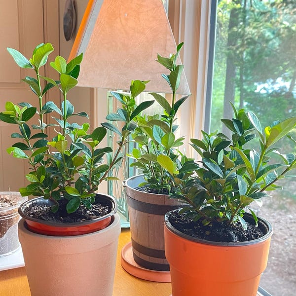 Hosta TRUE Chartreuse With White/cream Edges 'american Dream' in 4.5x5 ...