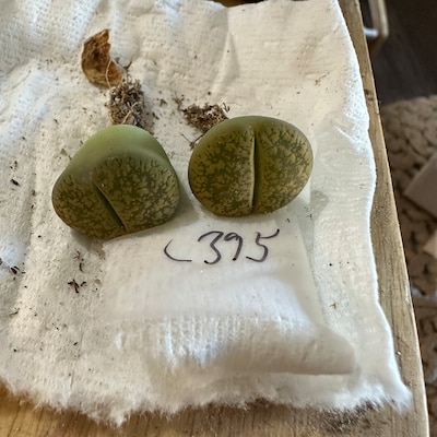 Plant 1 Conophytum Maughanii Witsand - Etsy