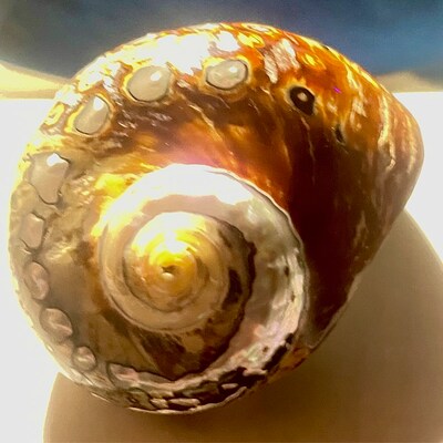 CARDIUM PESODOLIMA Sea Shell Trinket Box - Etsy