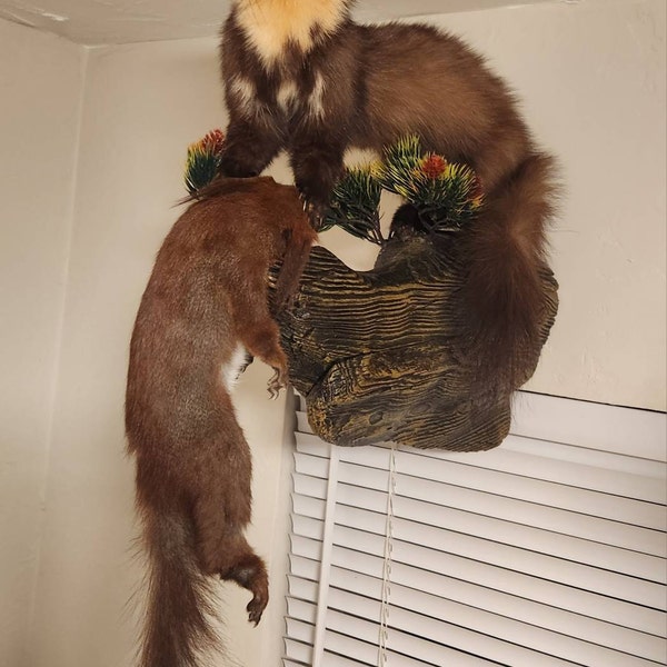 Silver Fox vulpes Vulpes Taxidermy Wall Mount Life Size8 - Etsy