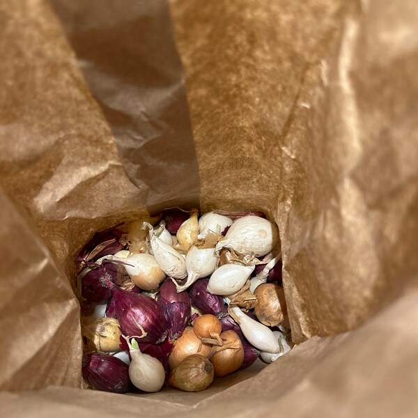 LORIENT SHALLOT Sets - Non-gmo Bulbs, Garden Seed Shallots ...