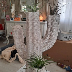 Neglecta Mini Air Plants Tillandsia, Air Plant, Indoor Plant, House ...