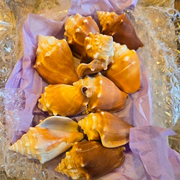 Framed Scallop Shell Art, Shell Art, Sea Shell Art, Sanibel Sea Shell ...