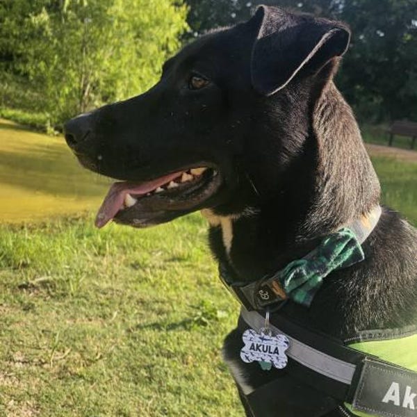 Checker Pet Tag - Customizable Dog ID With Retro Checkerprint Theme ...