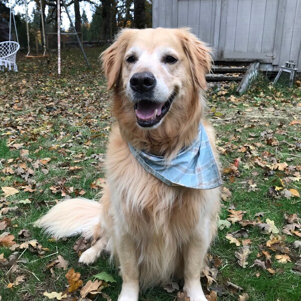 The Loop Di Doo - Pet Waste Bag Holder, Poop Loop, Dog Bag Carrier - Etsy