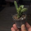 Philodendron Birkin Galaxy Starter Plant (ALL STARTER PLANTS Require ...