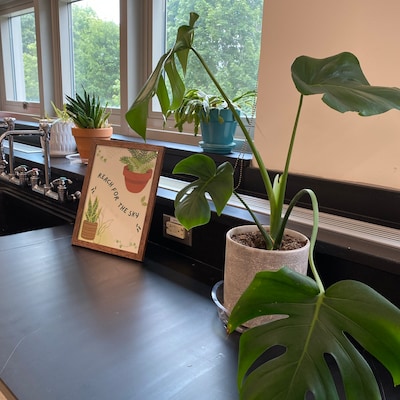 Plant Theme Classroom Posters for Student Motivation and Inspiration ...