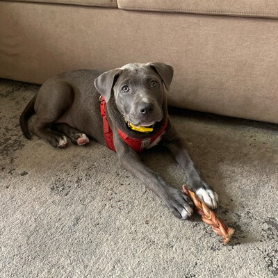 Lof Dog No Pull H-type Harness With Handle, Designed to Fit Dogs Body ...