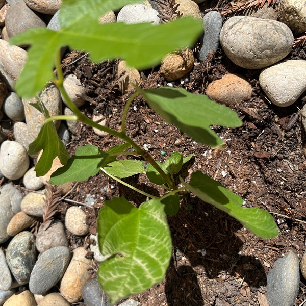 Fignomenal Fig Live Plant - Dwarf Fig Perfect for Containters - *non ...