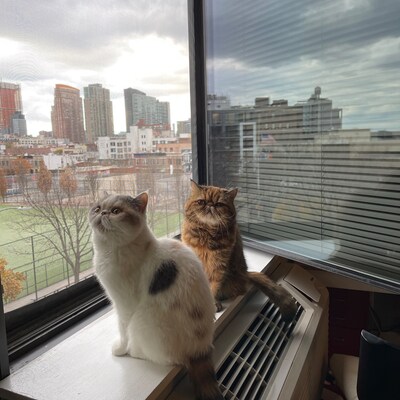 Custom Flat Cats Window Screens Mesh Window Protection for Cats - Etsy