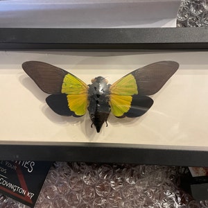 Penthicodes Farinosa Peleng, Real Lanternfly, Fulgoridae , Floating ...