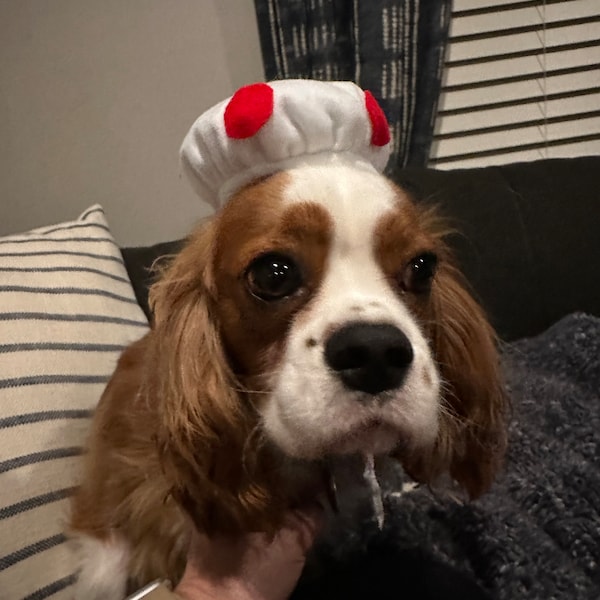 Mushroom Pet Hat, Super Mario Dog Costume, Adjustable Fit - Etsy