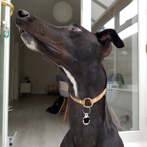 Cork ID Tag Collar- Colour Options Available - Etsy