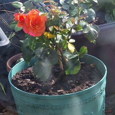 Happy Retirement Rose Bush Gift Wrapped Help A Colleague or Friend ...