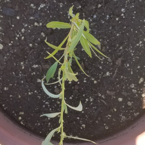 5 Verdone Strawberry Fig Stem Cuttings Green Outside Red Inside SC ...