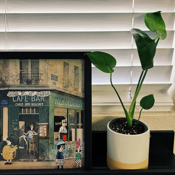 Monstera Deliciousa Live Indoor Plant, Easy Care Low Light Houseplant ...