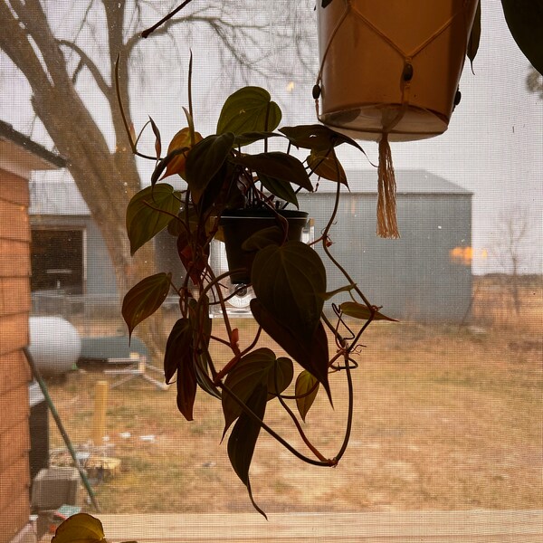 Window Planter Suction Cup 3 Inch Cube Style- Planter That Attaches to ...