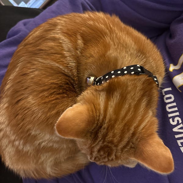 Pink Roses Cat Collar With Bell Cat Breakaway Collar Custom Made - Etsy