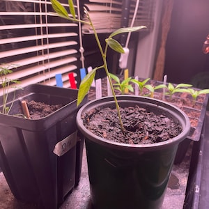 Organic Red PIGEON PEAS Gunga Pea 50 Seeds Cajanus Cajan Gandul Lazaro ...