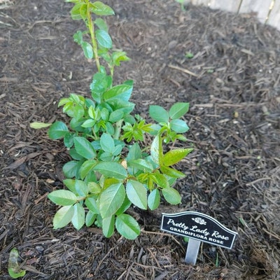 Rose Identification Stakes, Custom Rose Bush Markers, Rose Name Plaque ...