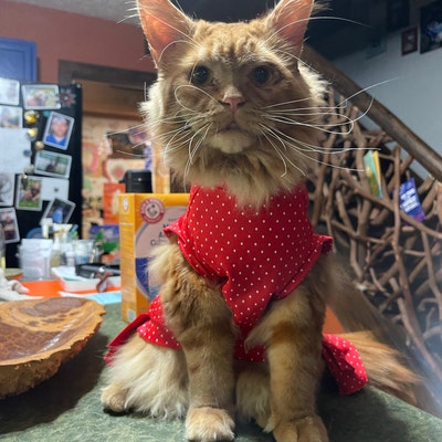 Cat Hoodie Sewing Pattern, Cat Turtleneck, Pet Gift for Cats Sphynx ...