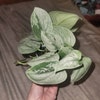 3” Sooo (TM) Silver Scindapsus Plant Pot - NEW CULTIVAR - Lush ...