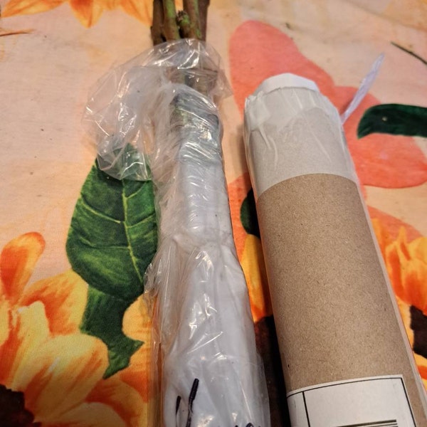 10 MARS GRAPE Cutting / Fruit Tree Scion / Scionwood / Wood / Rooting ...