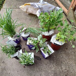 Two Live Plants Pink Girl Tomato Plant NON-GMO 5 Inch to 7 | Etsy