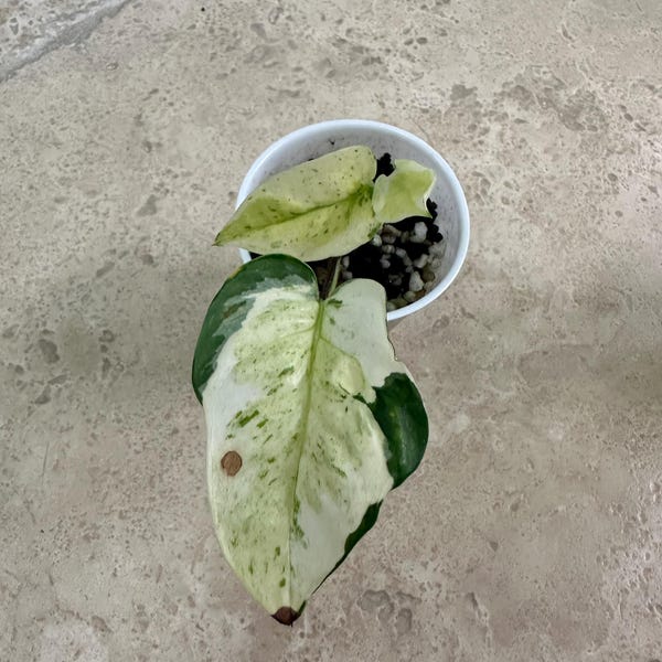 Carnival Pothos Teruno Series Epipremnum Aureum Carnival Terunoworld ...