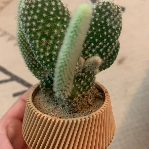 Small Cactus Plant. White Angel Wing Cactus. Also Called White Bunny ...