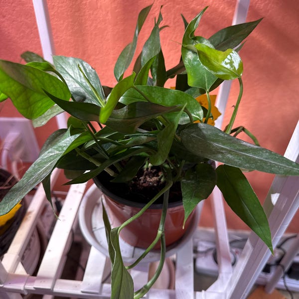 Ponderosa Lemon in Half Gallon Pot, Grafted, Florida Shipping Only - Etsy