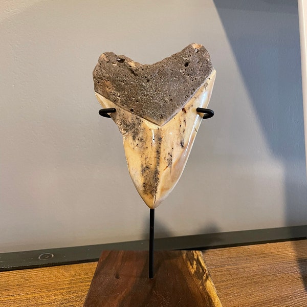 Large Megalodon Shark Tooth Stand - Shark Teeth Stand Custom Metal ...
